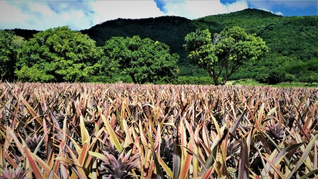 How to Savor Antigua’s Black Pineapple Bliss