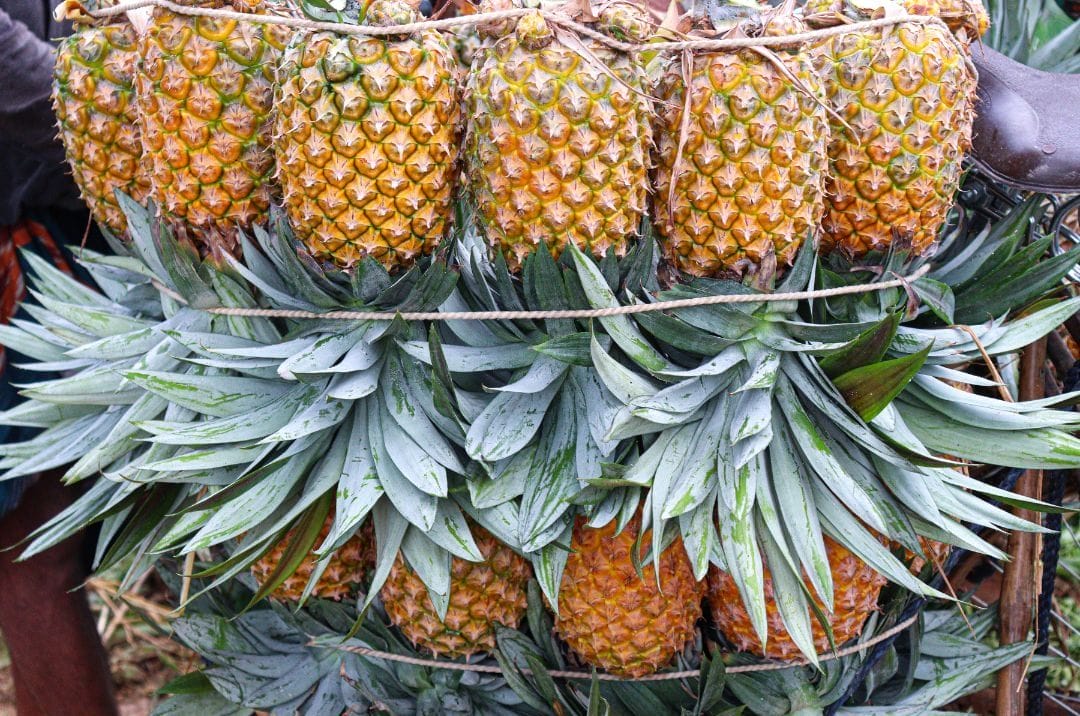 How to Savor Antigua’s Black Pineapple Bliss